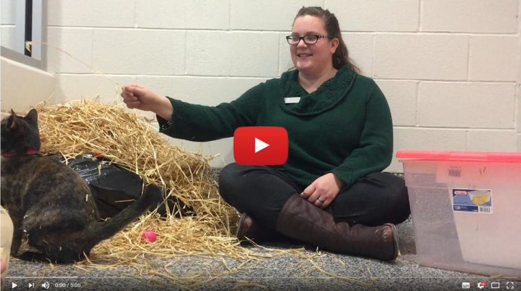 Build your own DIY Community Cat Shelter | Lollypop Farm