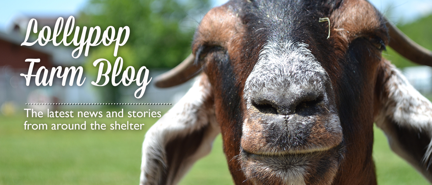 Lollypop Farm | Humane Society of Greater Rochester