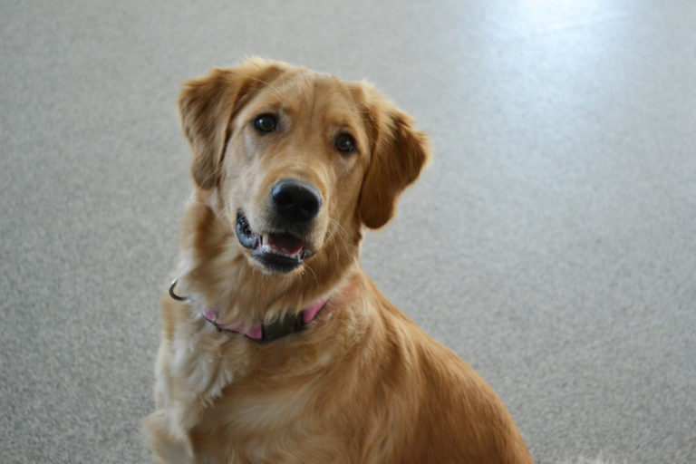 The Happy Tail of President & CEO Alice Calabrese