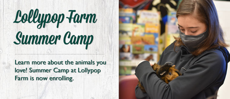 Lollypop Farm | Humane Society of Greater Rochester
