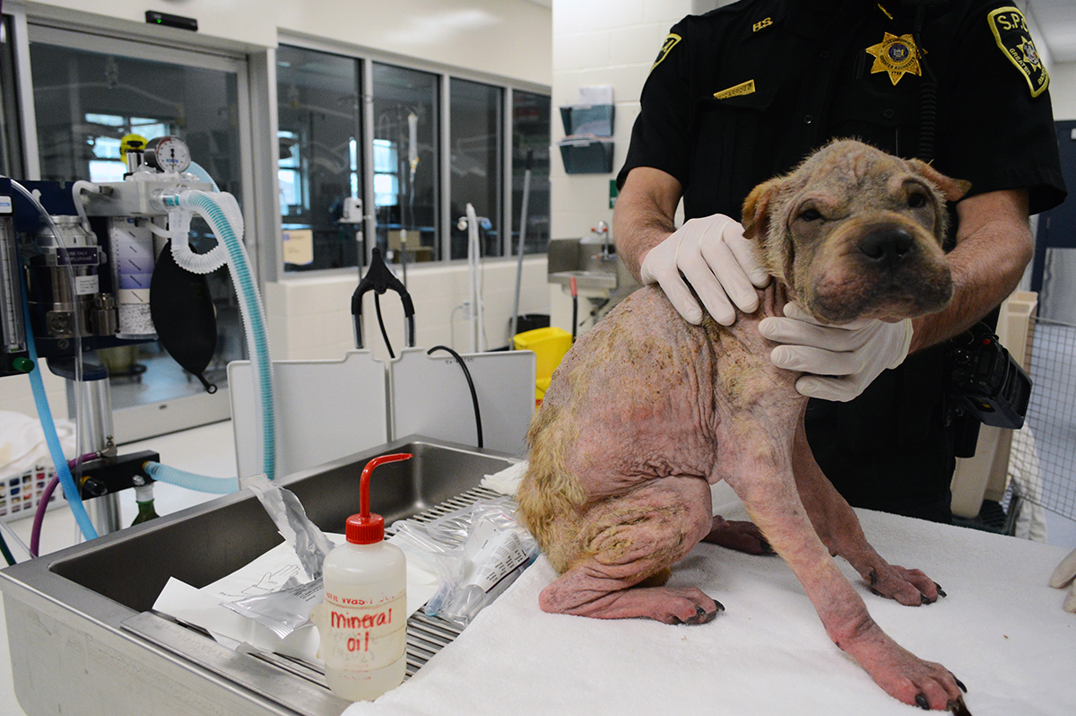 Fighting Animal Crimes…Together | Lollypop Farm