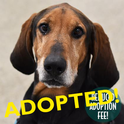 Help us find homes for five pets in need! | Lollypop Farm