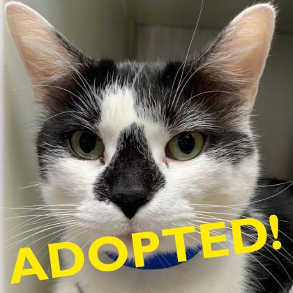 Help us find homes for five pets in need! | Lollypop Farm