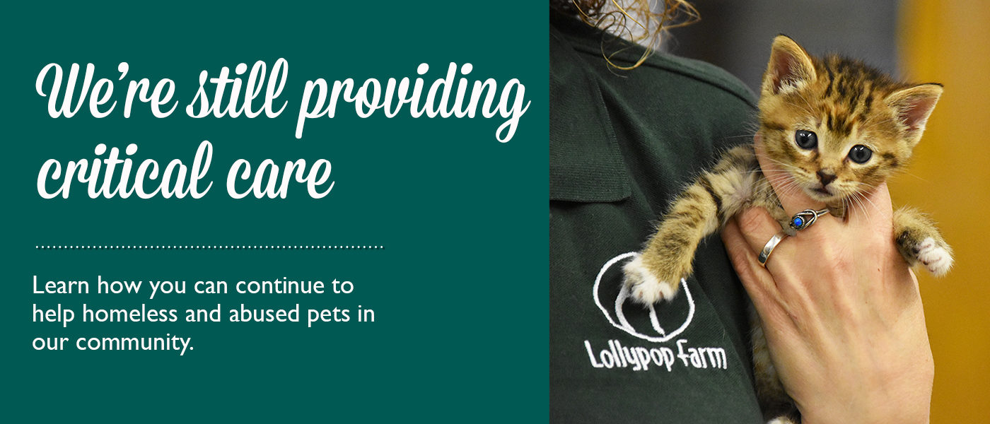 Lollypop Farm | Humane Society of Greater Rochester