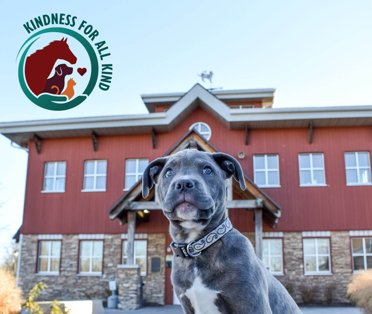 Kindness for All Kind | Lollypop Farm