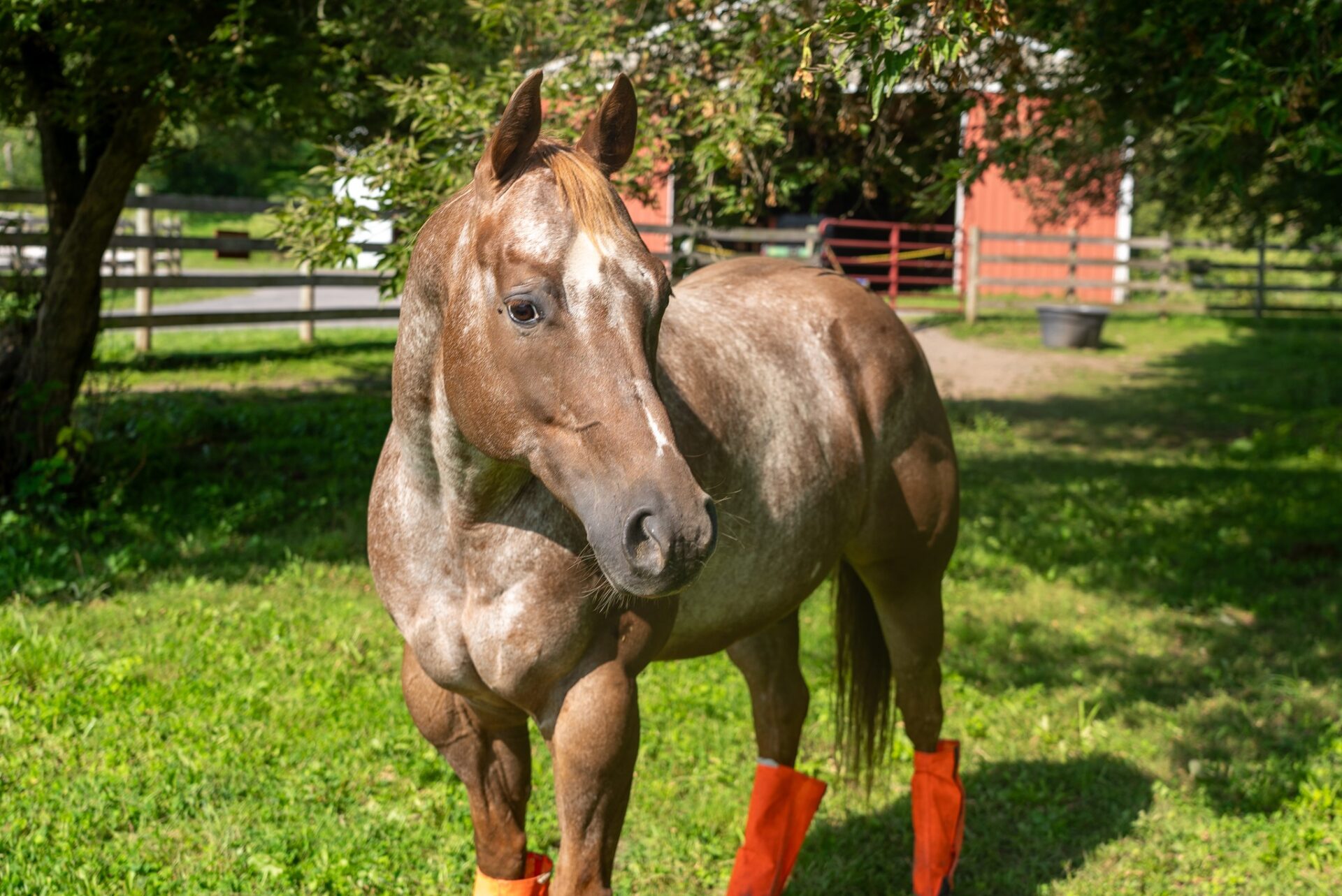 Kindness for All Kind | Lollypop Farm