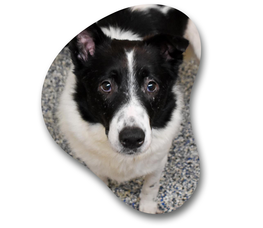 Lollypop Farm | Humane Society of Greater Rochester