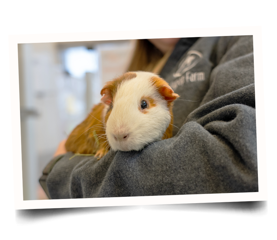 Lollypop Farm | Humane Society of Greater Rochester