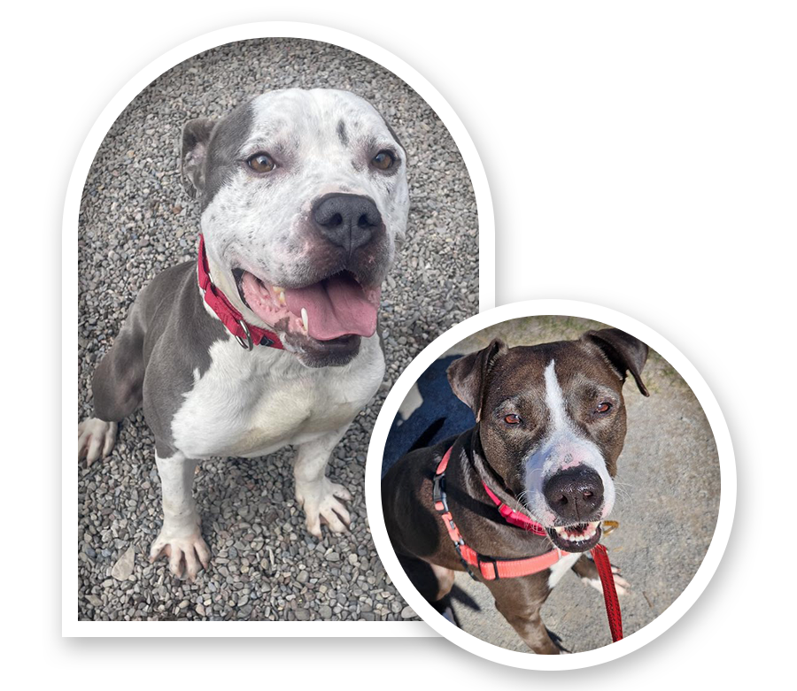 Lollypop Farm | Humane Society of Greater Rochester