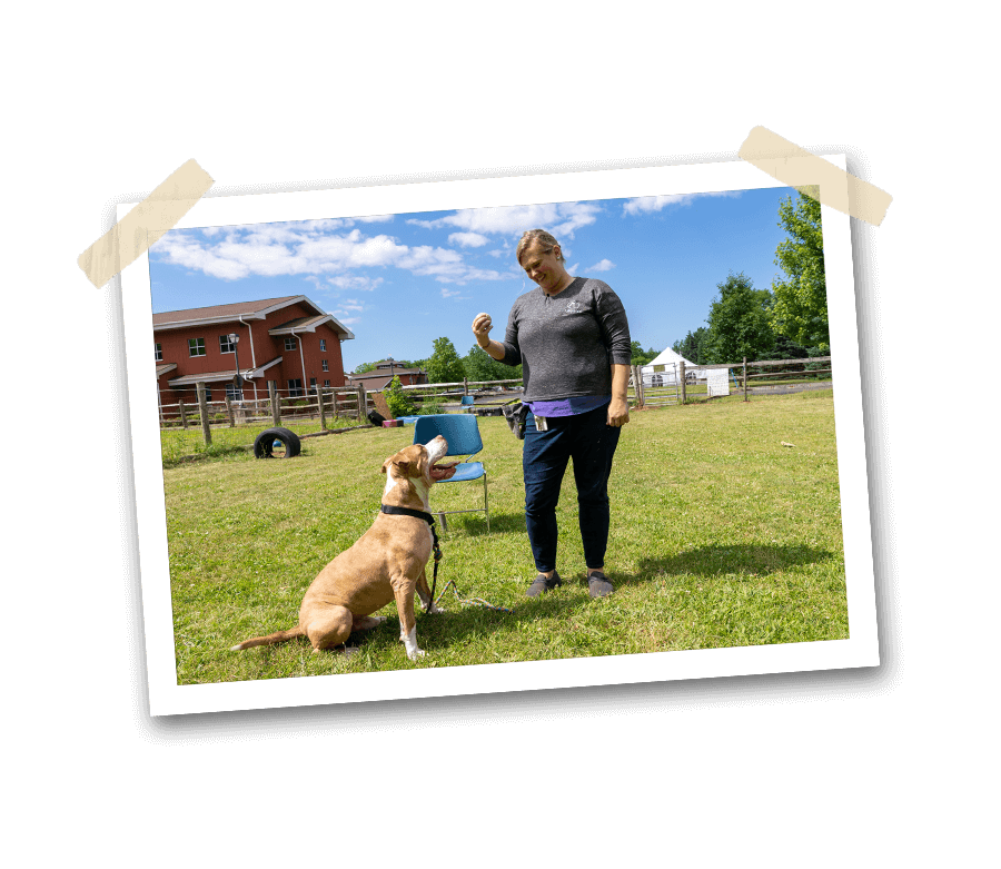 Lollypop Farm | Humane Society of Greater Rochester