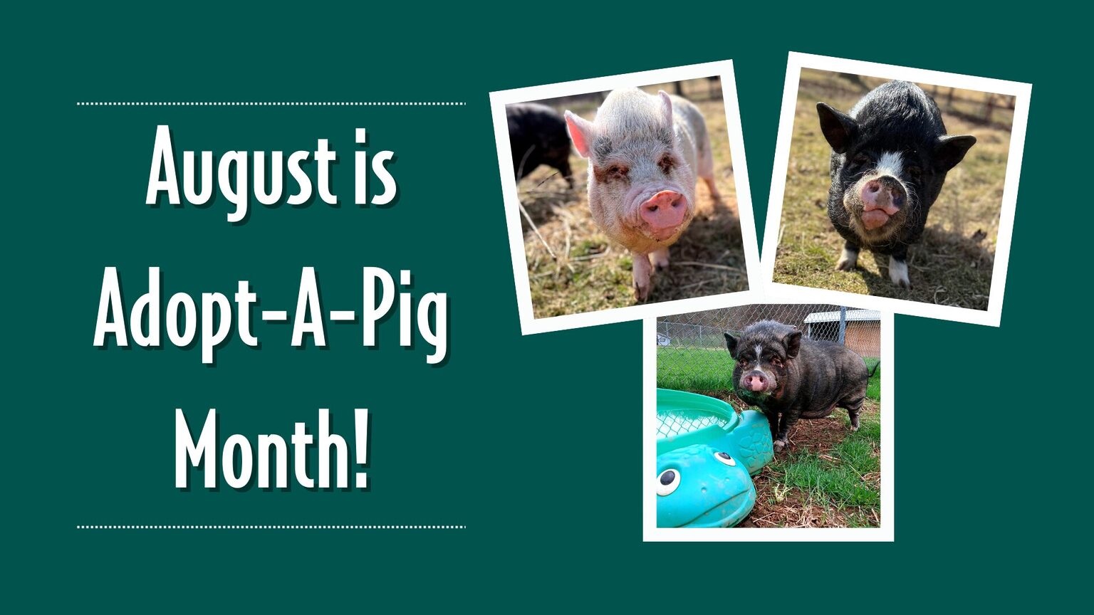 August is Adopt-a-Pig Month | Lollypop Farm
