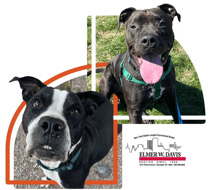 Lollypop Farm | Humane Society of Greater Rochester